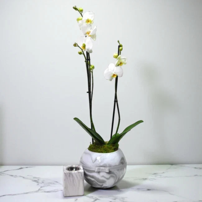 Orchid Delivery in Kuwait – Flower Shop Kuwait