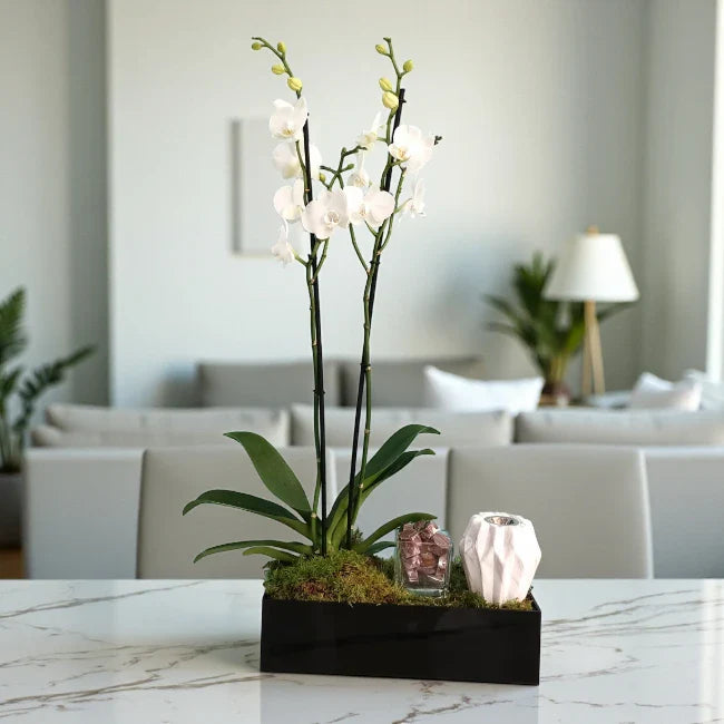 Plants Delivery in Kuwait – Flower Shop Kuwait